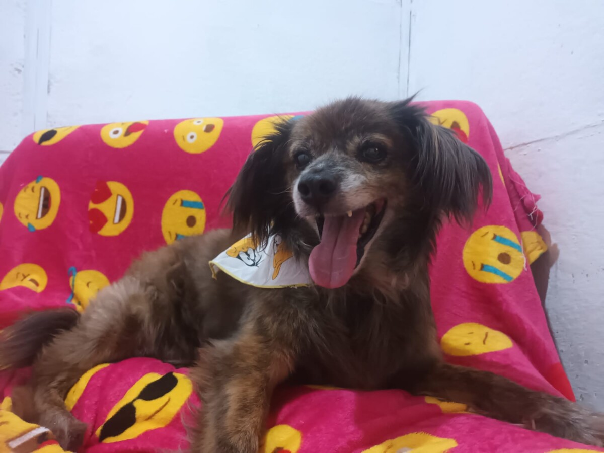 Larry – Huellitas Felices