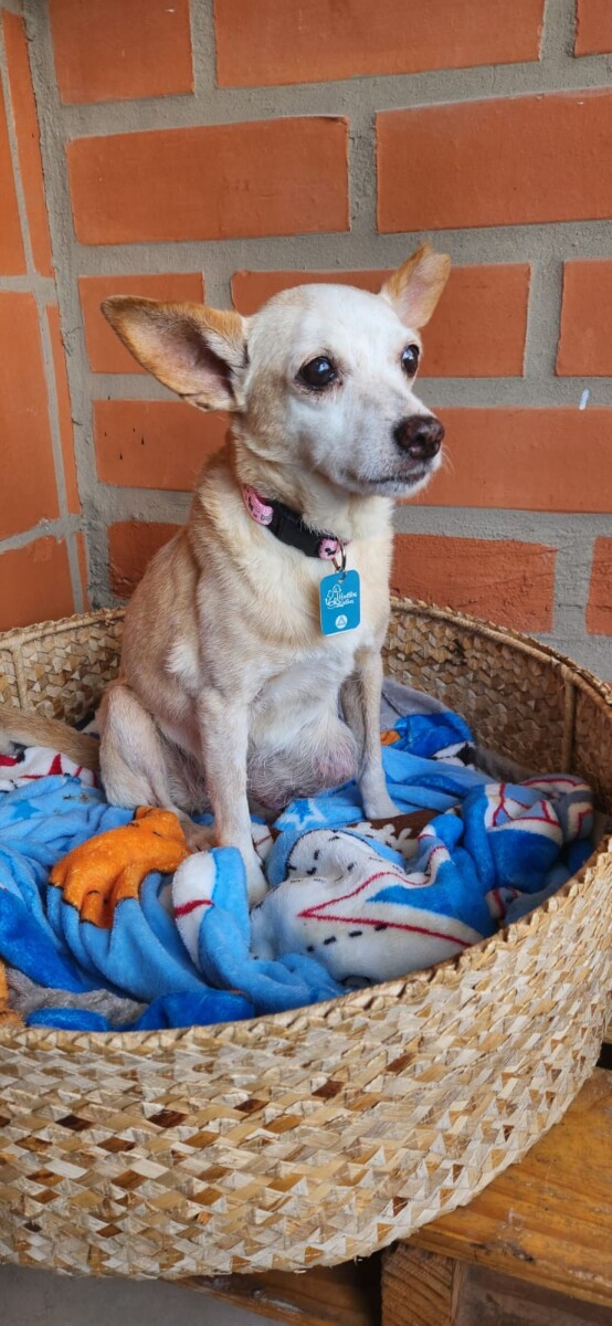 Tina – Huellitas Felices