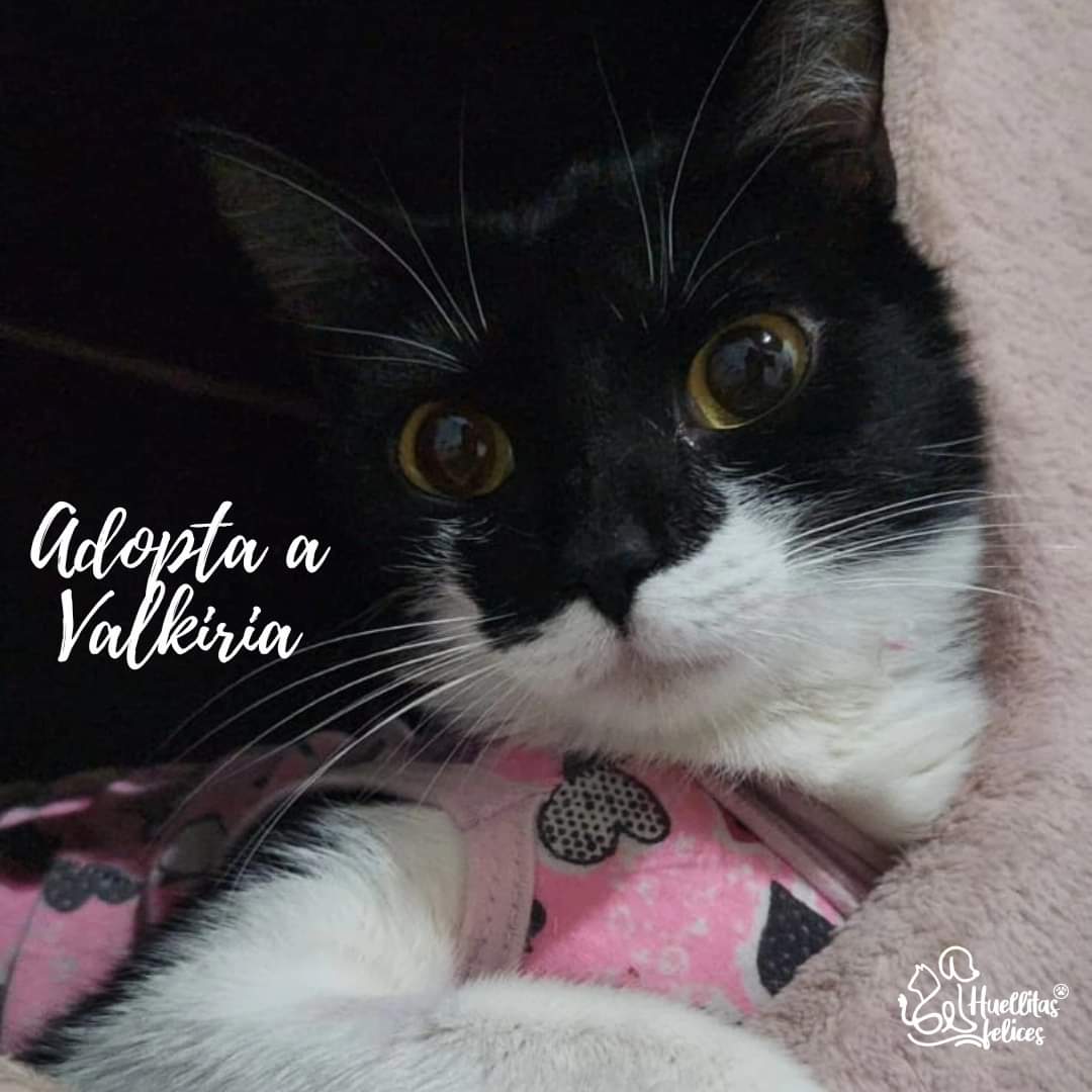 Valkiria – Huellitas Felices